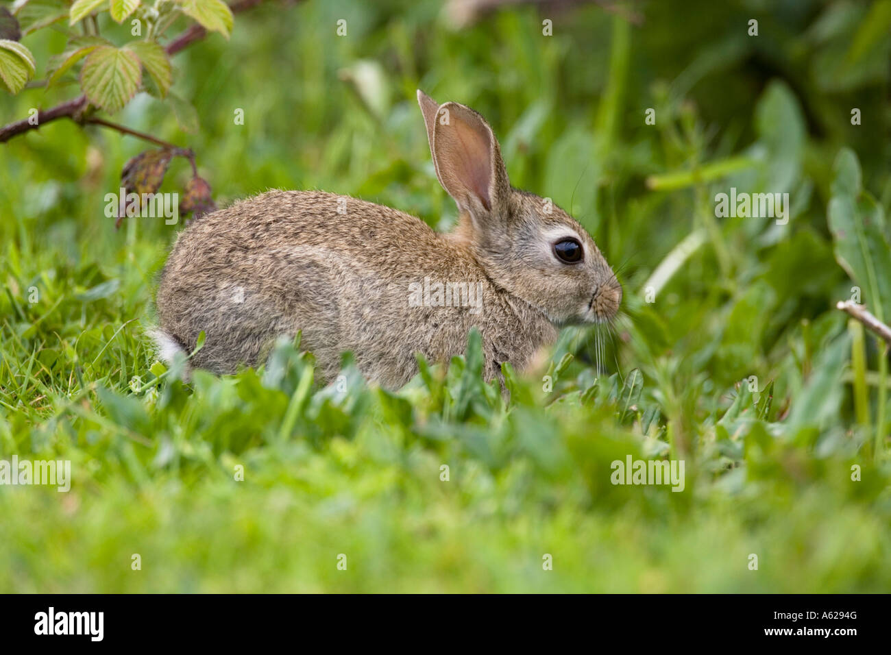 Young rabbit near hedgerow Stock Photo - Alamy