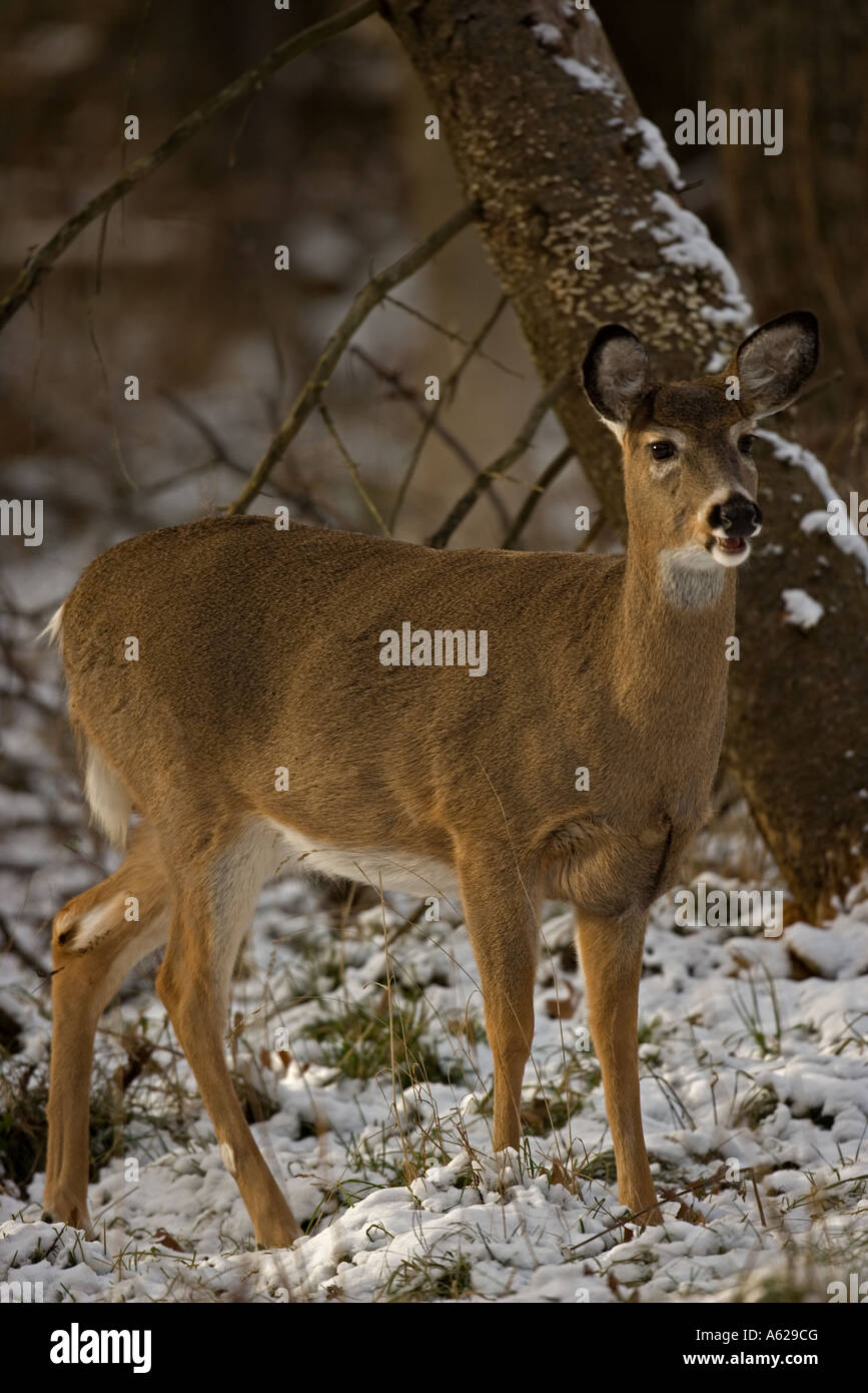 White tailed Deer Odocoileus virginianus New York Doe Stock Photo - Alamy