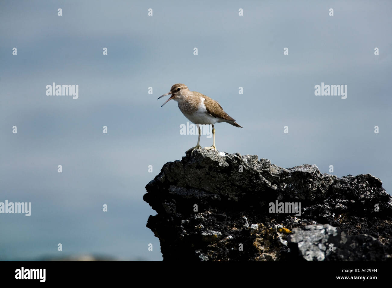 Common Sandpiper Actitis hypoleucos Stock Photo - Alamy