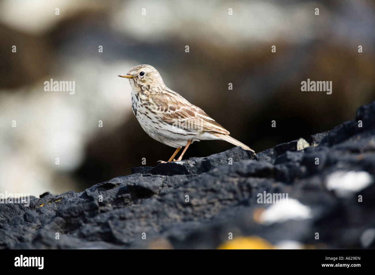 Rock Pipit Anthus petrosus Stock Photo - Alamy