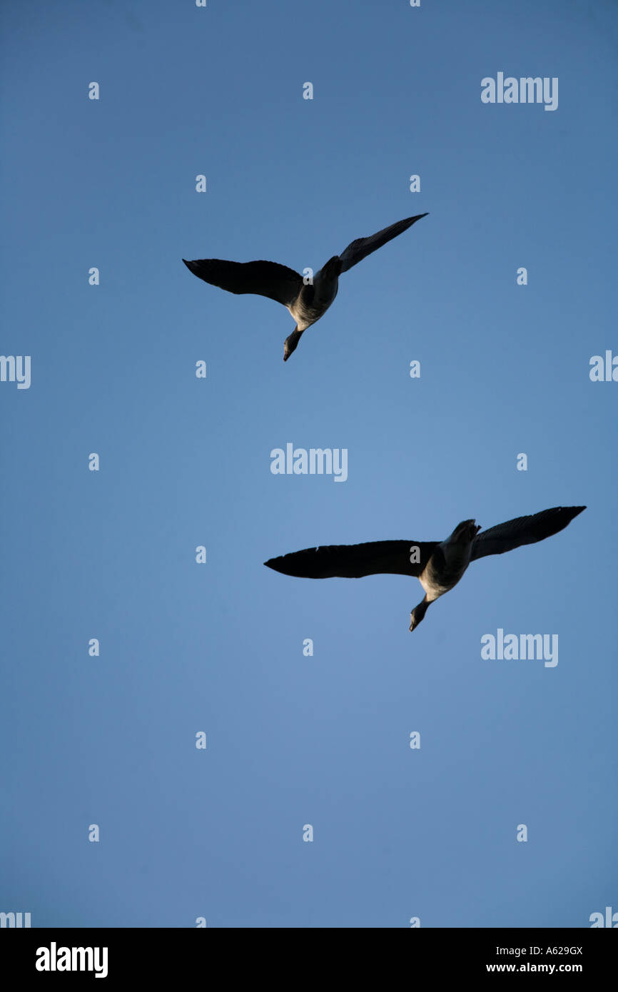 Pair of geese flying overhead Isle of Mull Stock Photo - Alamy