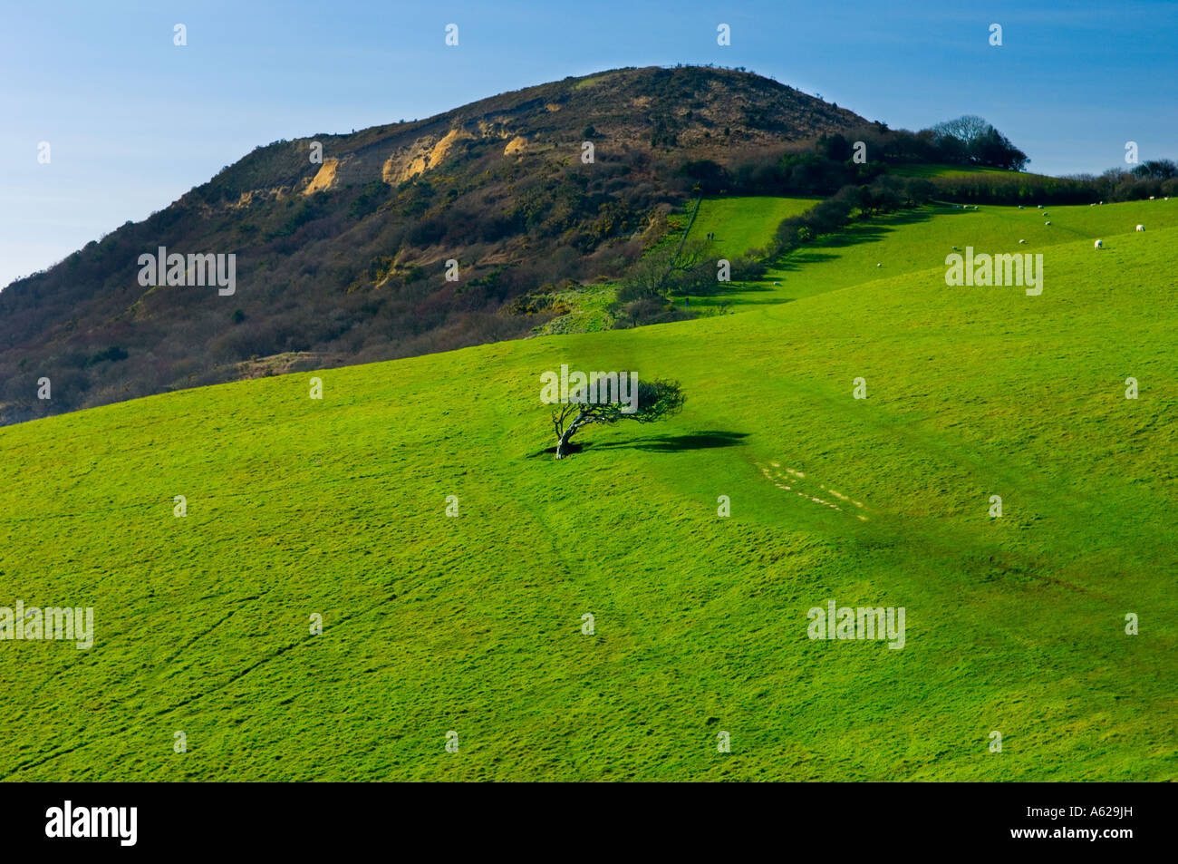 Golden Cap seen from southwest coast path leading to its summit Dorset ...