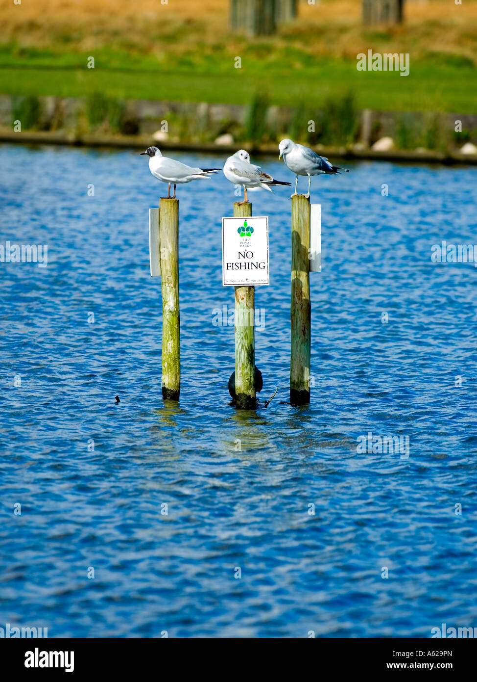Gulls resting on NO FISHING signpost on the pond in Bushy Park Richmond ...