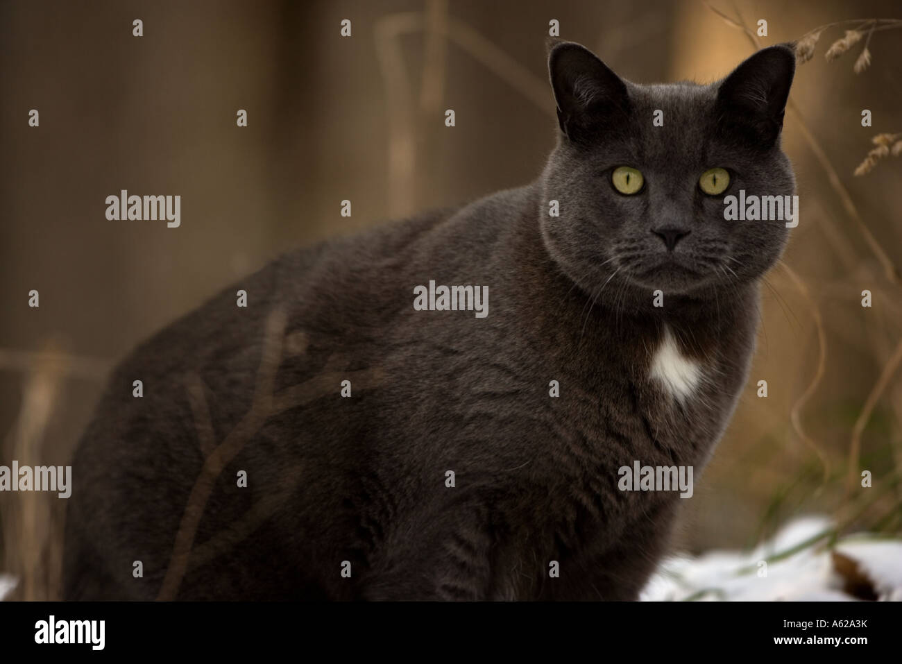 Domestic Cat Felis catus New York Stock Photo - Alamy
