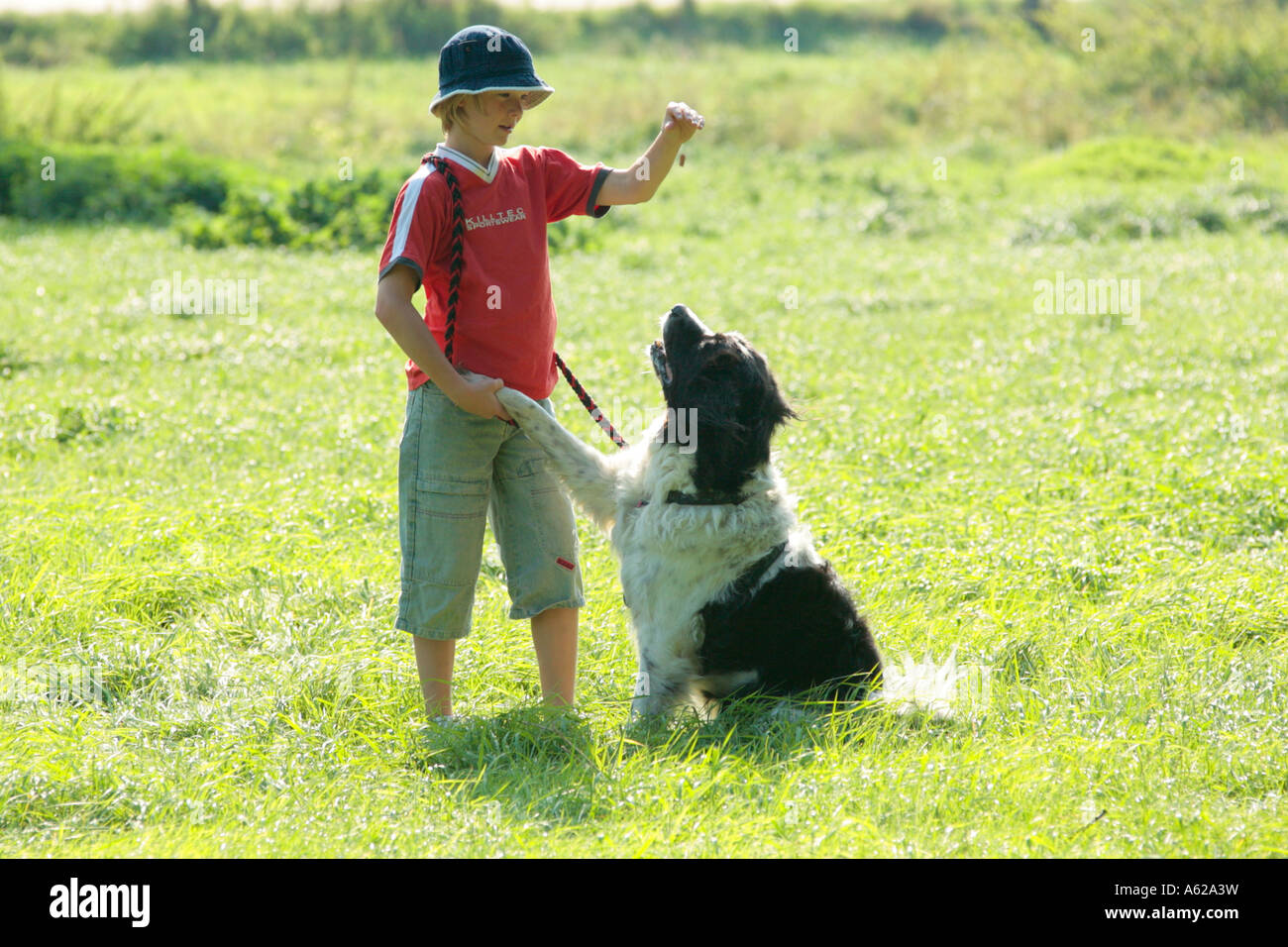 a young boy trying to teach his dog tricks Stock Photo - Alamy