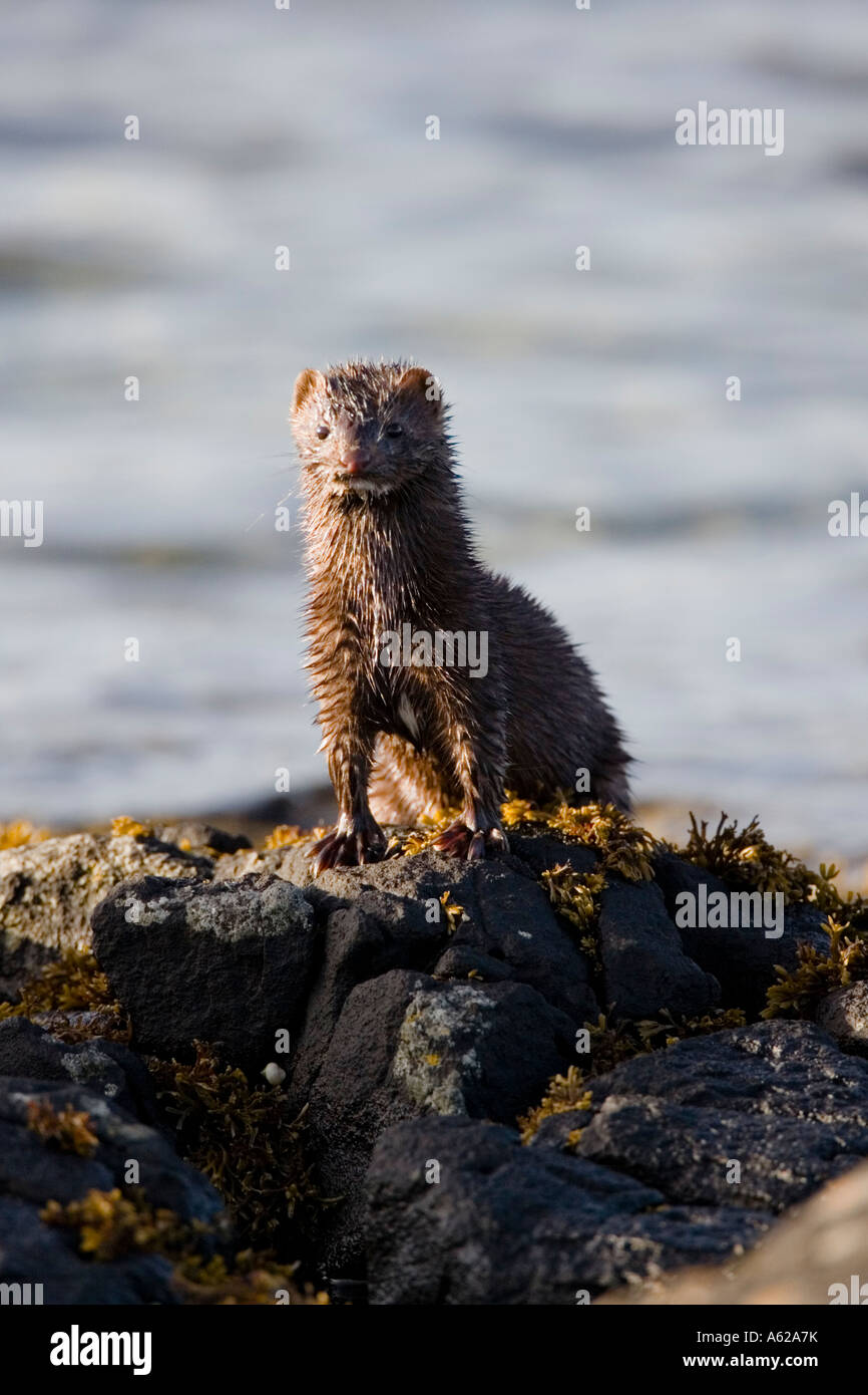 Mink scotland hi-res stock photography and images - Alamy