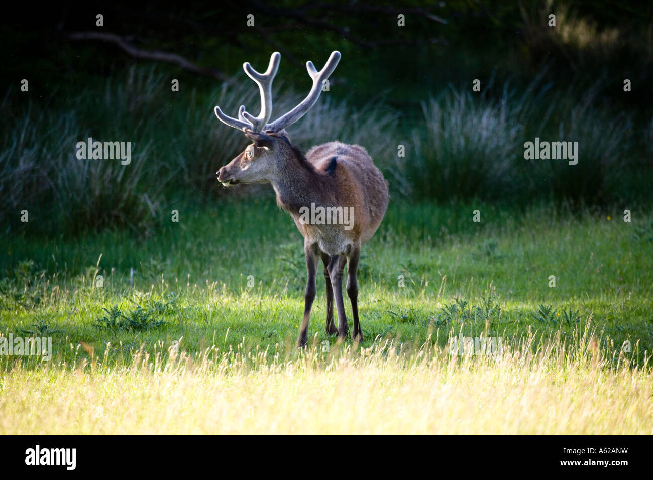 Red Deer stag with antlers in velvet Stock Photo - Alamy