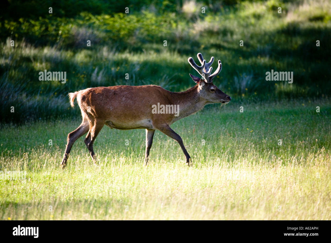 Red Deer stag with antlers in velvet Stock Photo - Alamy