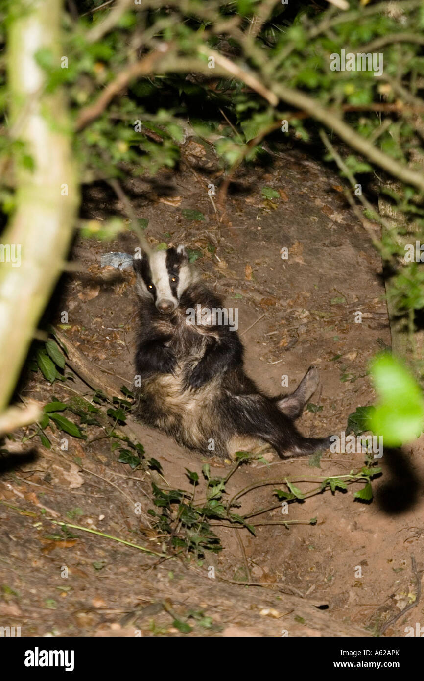 Badger getting into scratching contortions Stock Photo - Alamy