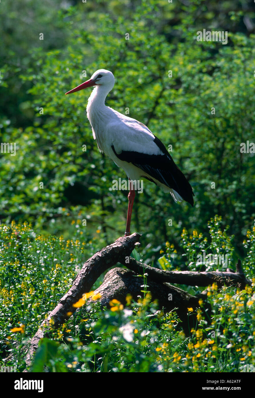 White stork in tree hi-res stock photography and images - Alamy