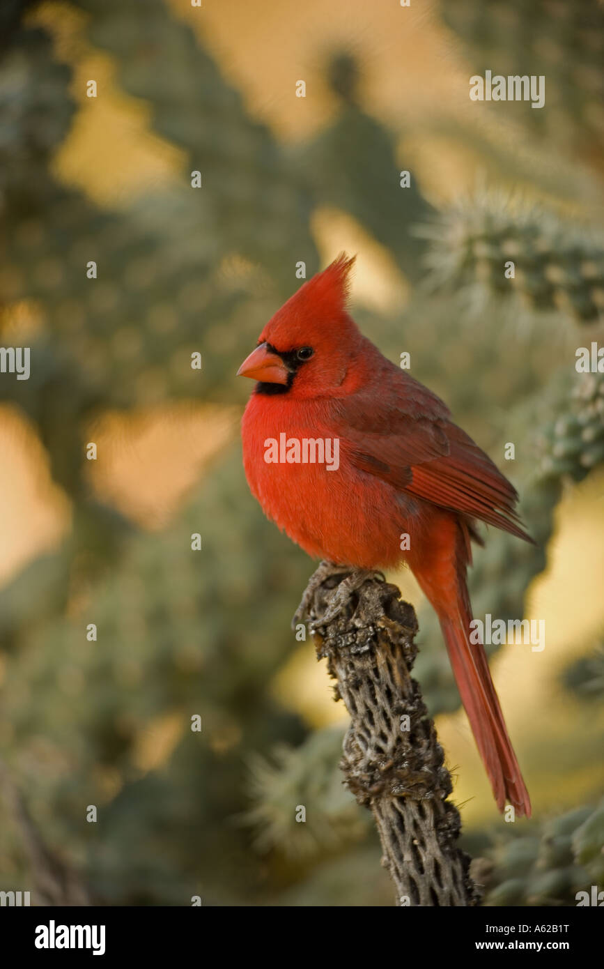 Northern Cardinal Portrait [Cardinalis cardinalis] Arizona - USA - Male ...