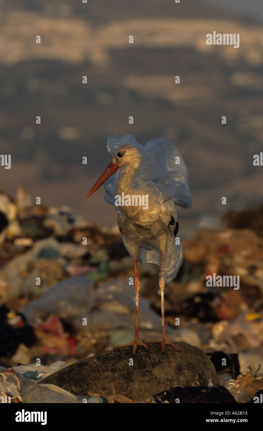 Plastic bird rubbish pollution trapped hi-res stock photography and ...