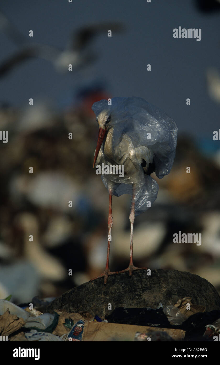 Stork plastic bag hi-res stock photography and images - Alamy