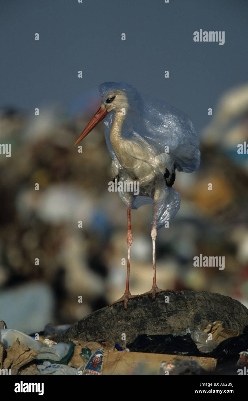 European White Stork Ciconia ciconia Trapped in plastic bag in garbage ...