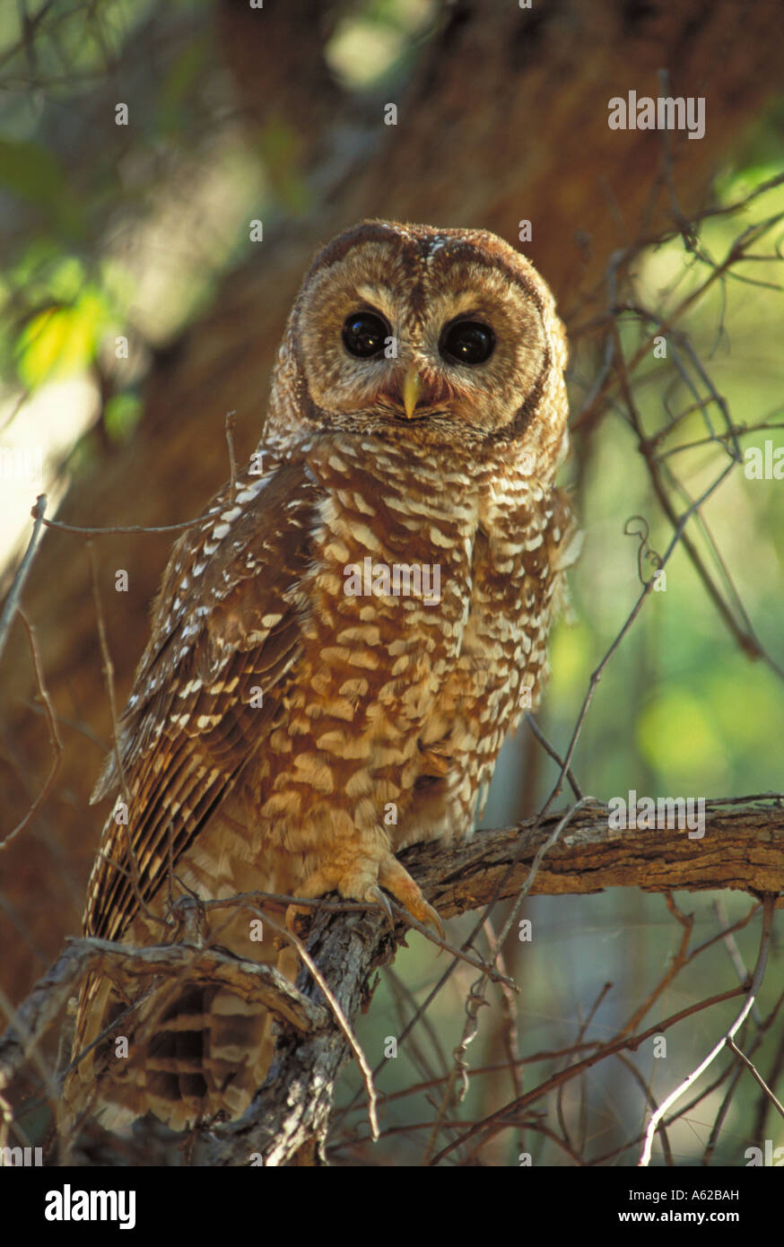 Mexican Spotted Owl Strix occidentalis lucida Arizona Stock Photo - Alamy