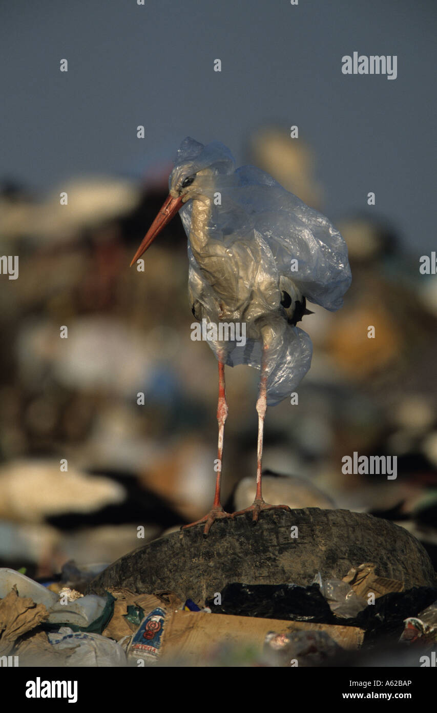 White stork plastic spain hi-res stock photography and images - Alamy