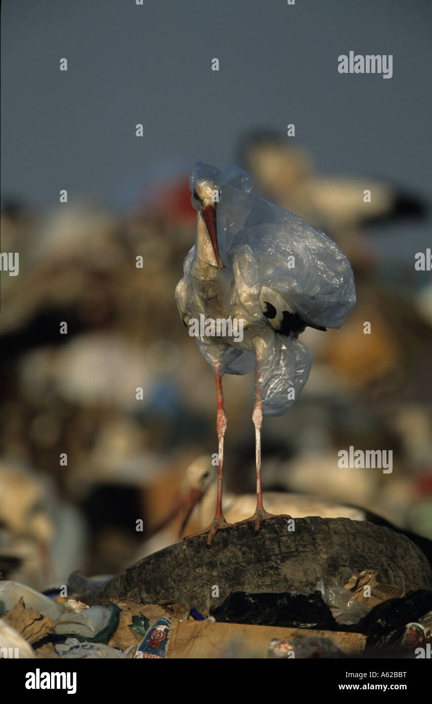 Plastic stork hi-res stock photography and images - Alamy