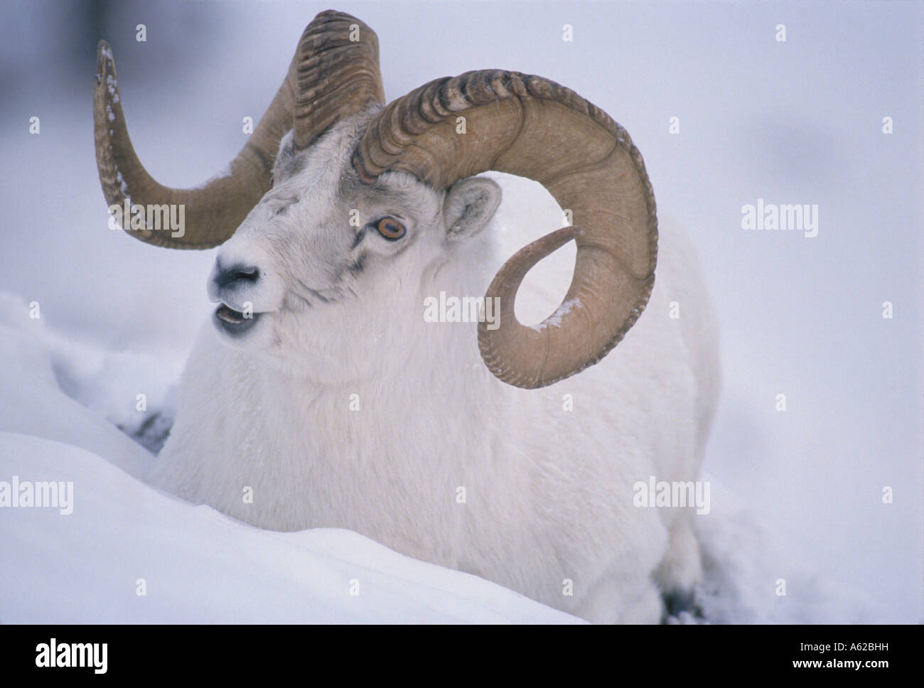 Dall sheep White Sheep Ovis dalli Yukon Canada Stock Photo - Alamy