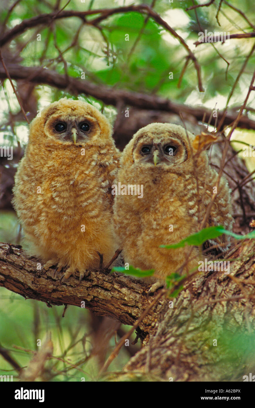 Mexican Spotted Owl Strix occidentalis lucida Young Arizona Threatened ...