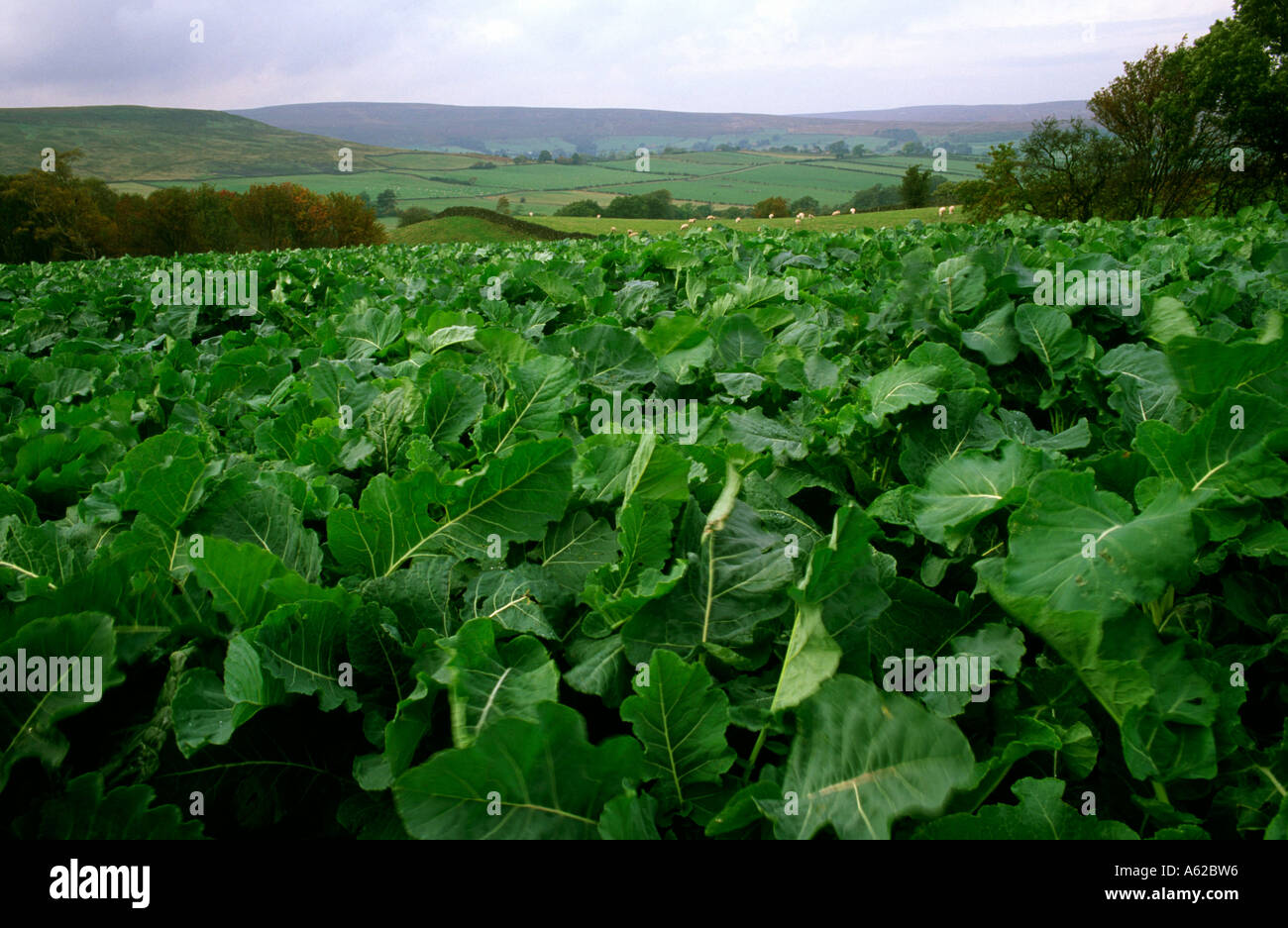 Kale fodder hi-res stock photography and images - Alamy