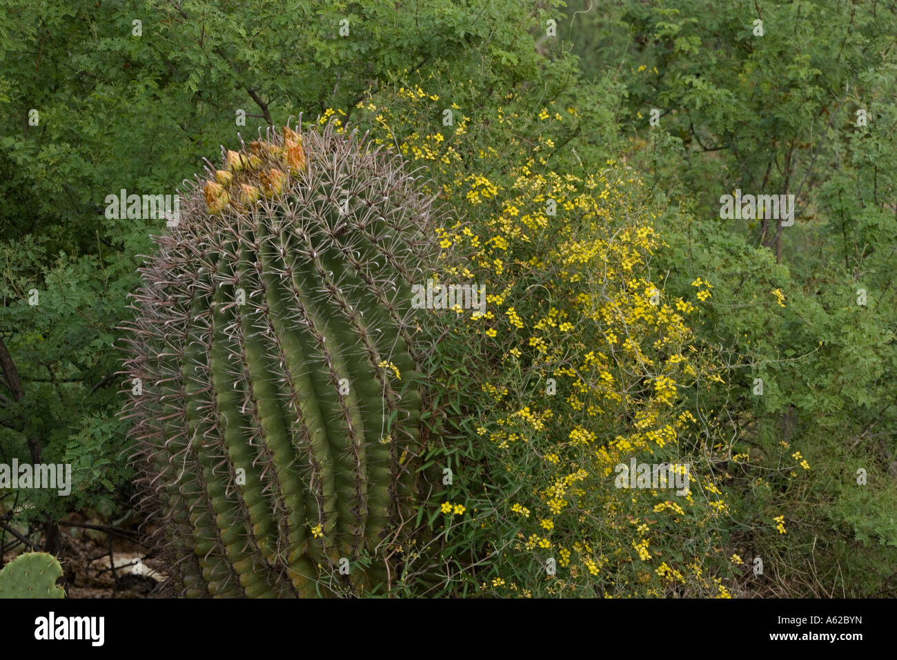Desert Vine Janusia gracilis with Fishhook Barrel Cactus Ferocactus ...