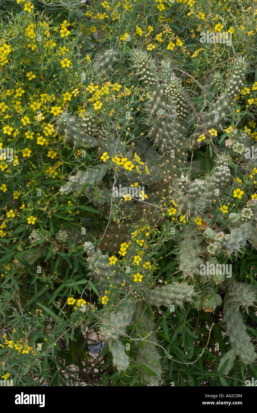 Janusia gracilis desert hi-res stock photography and images - Alamy