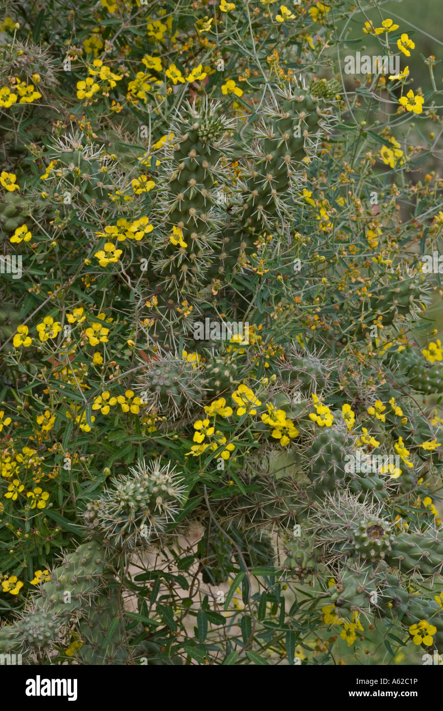 Desert Vine Janusia gracilis with Fishhook Barrel Cactus Ferocactus ...