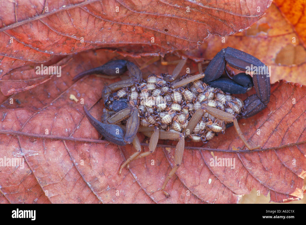 Poisonous Scorpions In Costa Rica