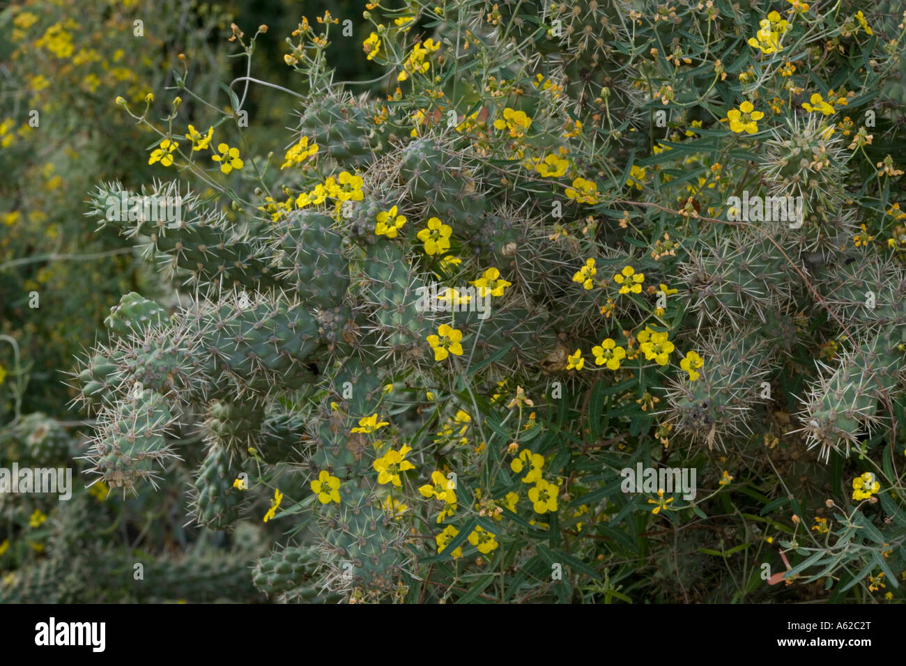 Desert Vine Janusia gracilis with cholla cactus (opuntia spp.) Sonoran ...