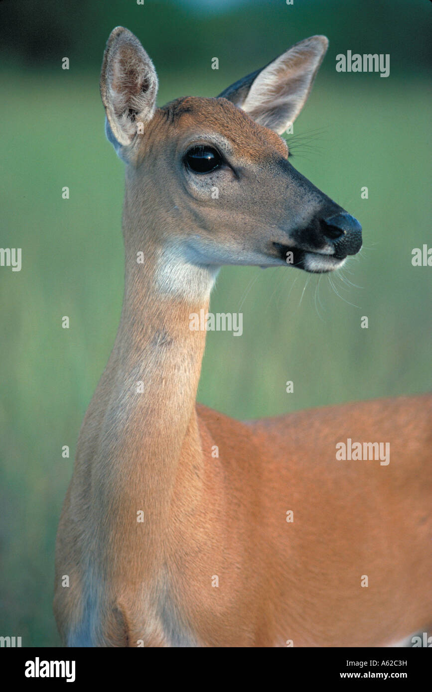 Key Deer Odocoileus virginianus clavium Florida Stock Photo - Alamy