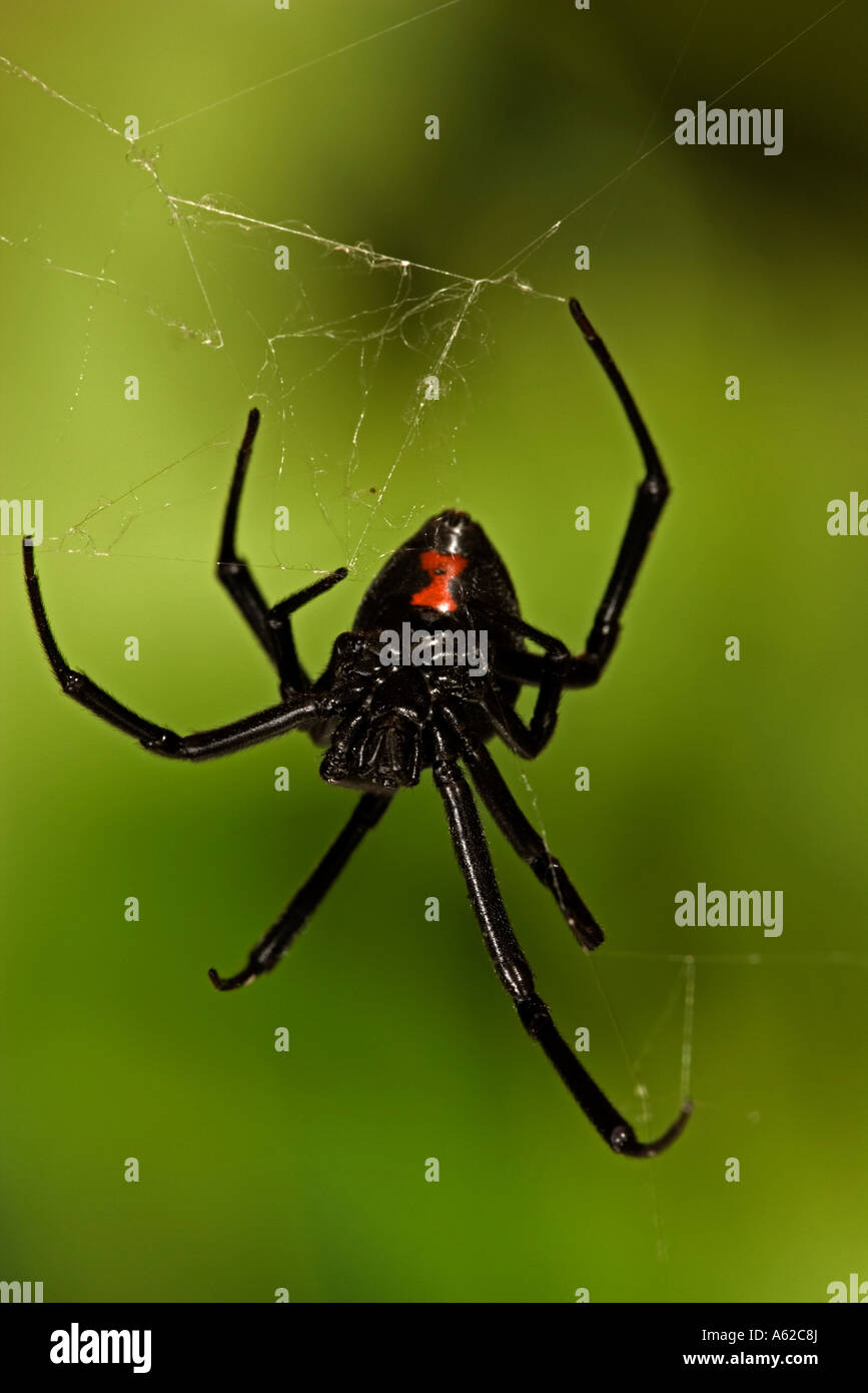 Black Widow Spider Latrodectus hesperus Female Stock Photo - Alamy