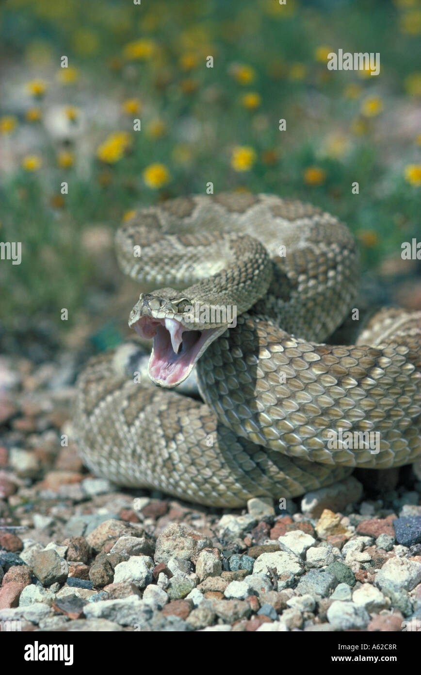Mojave rattlesnake striking hi-res stock photography and images - Alamy