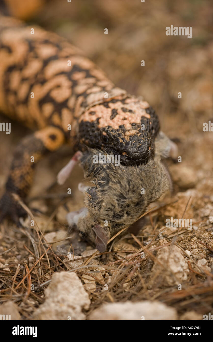 Gila monster eating mouse hi-res stock photography and images - Alamy