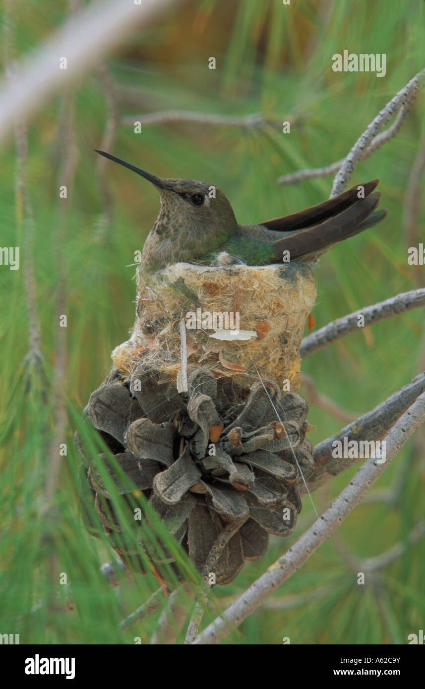 Anna s Hummingbird Calypte anna Arizona Female on nest Stock Photo - Alamy