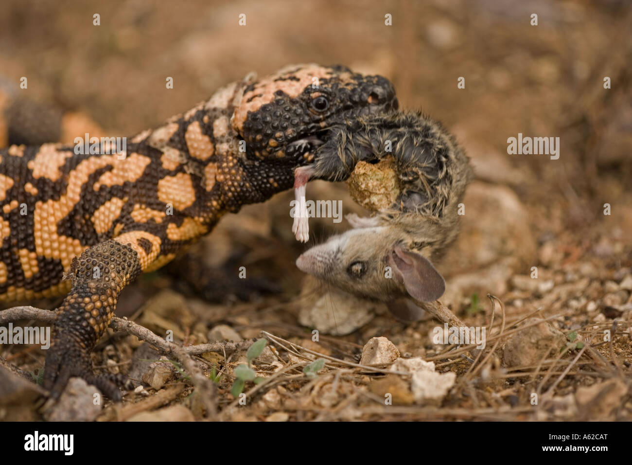 Gila Monster Eating Bugs