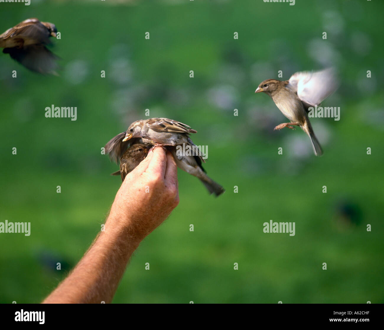 Sparrows on man's hand Stock Photo - Alamy