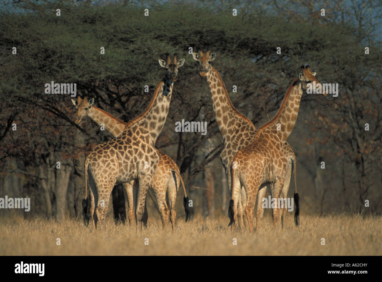 Giraffe Giraffa camelopardalis Zimbabwe Africa Stock Photo - Alamy