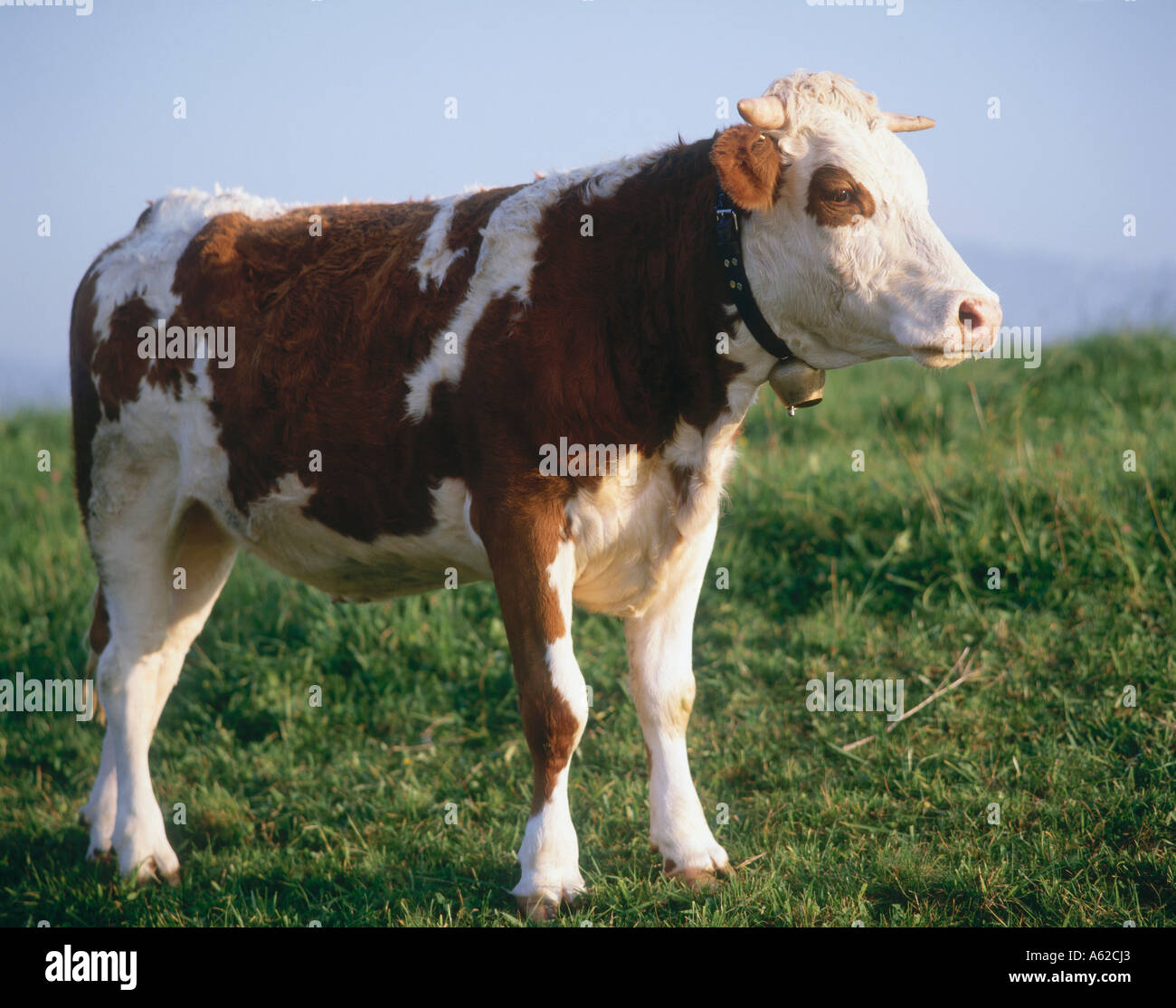 Calf collar hi-res stock photography and images - Alamy