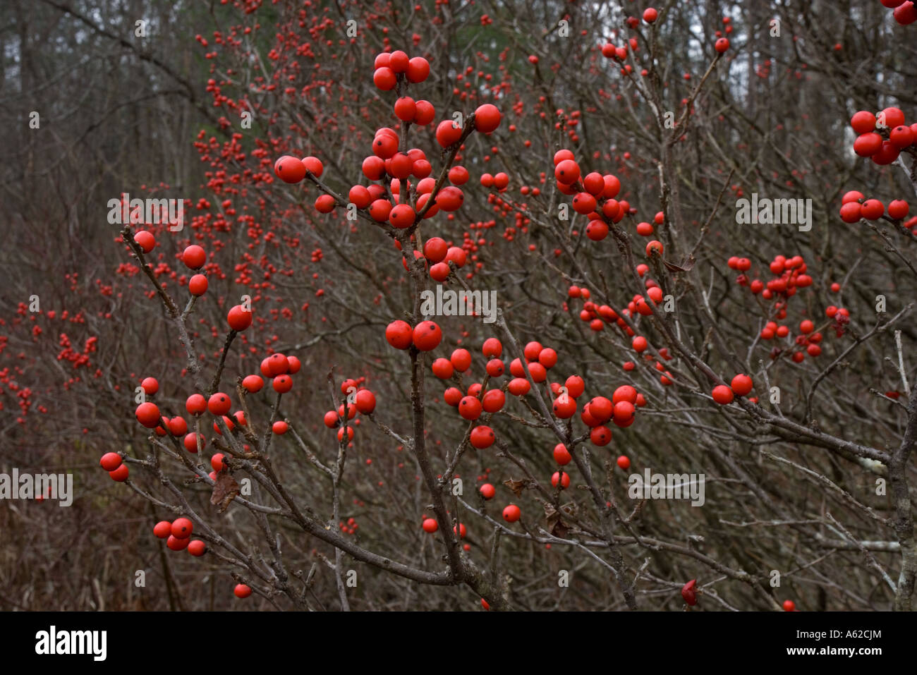 Common Winterberry Holly Ilex verticillata New York November Stock ...