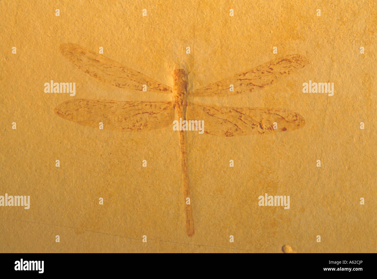 Fossil dragonfly hi-res stock photography and images - Alamy