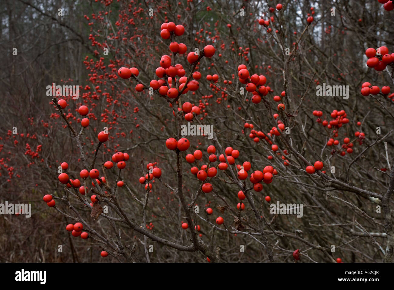 Common Winterberry Holly Ilex verticillata New York November Stock ...