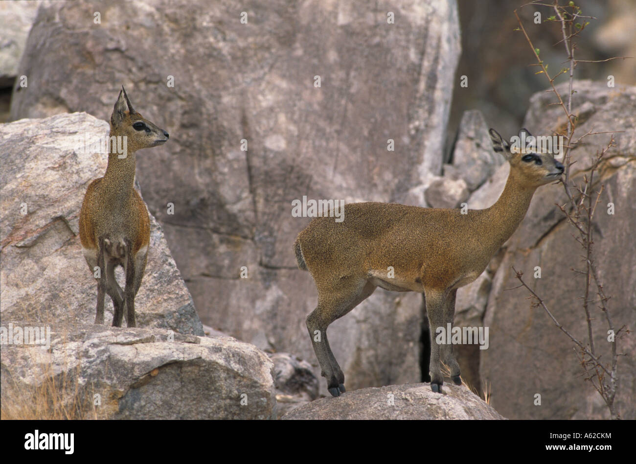 Klipspringers Oreotragus oreotragus Zimbabwe Stock Photo - Alamy