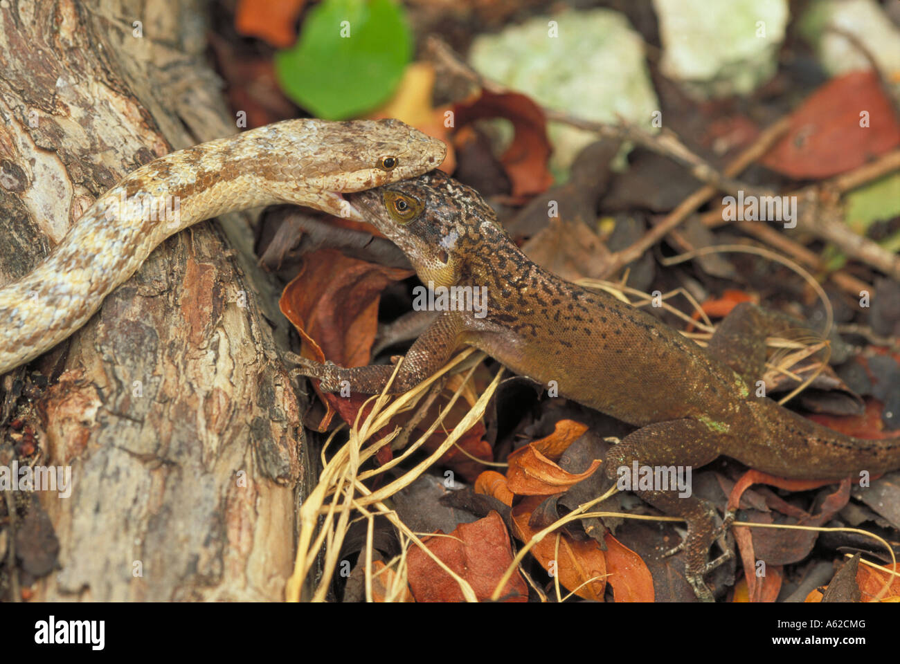 Antiguan racer snake hi-res stock photography and images - Alamy