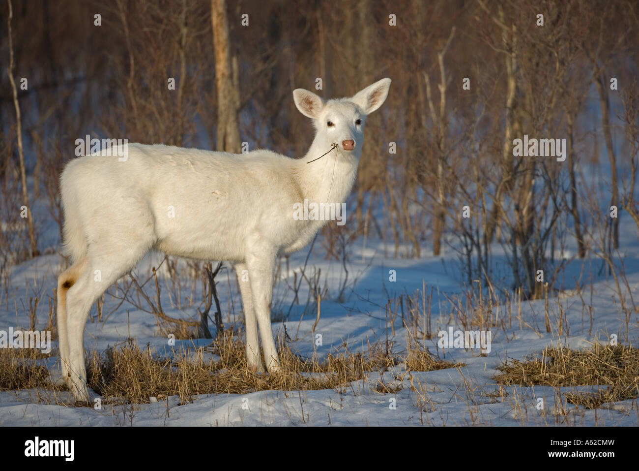 White tailed Deer White Color Phase Odocoileus virginianus New York Doe ...