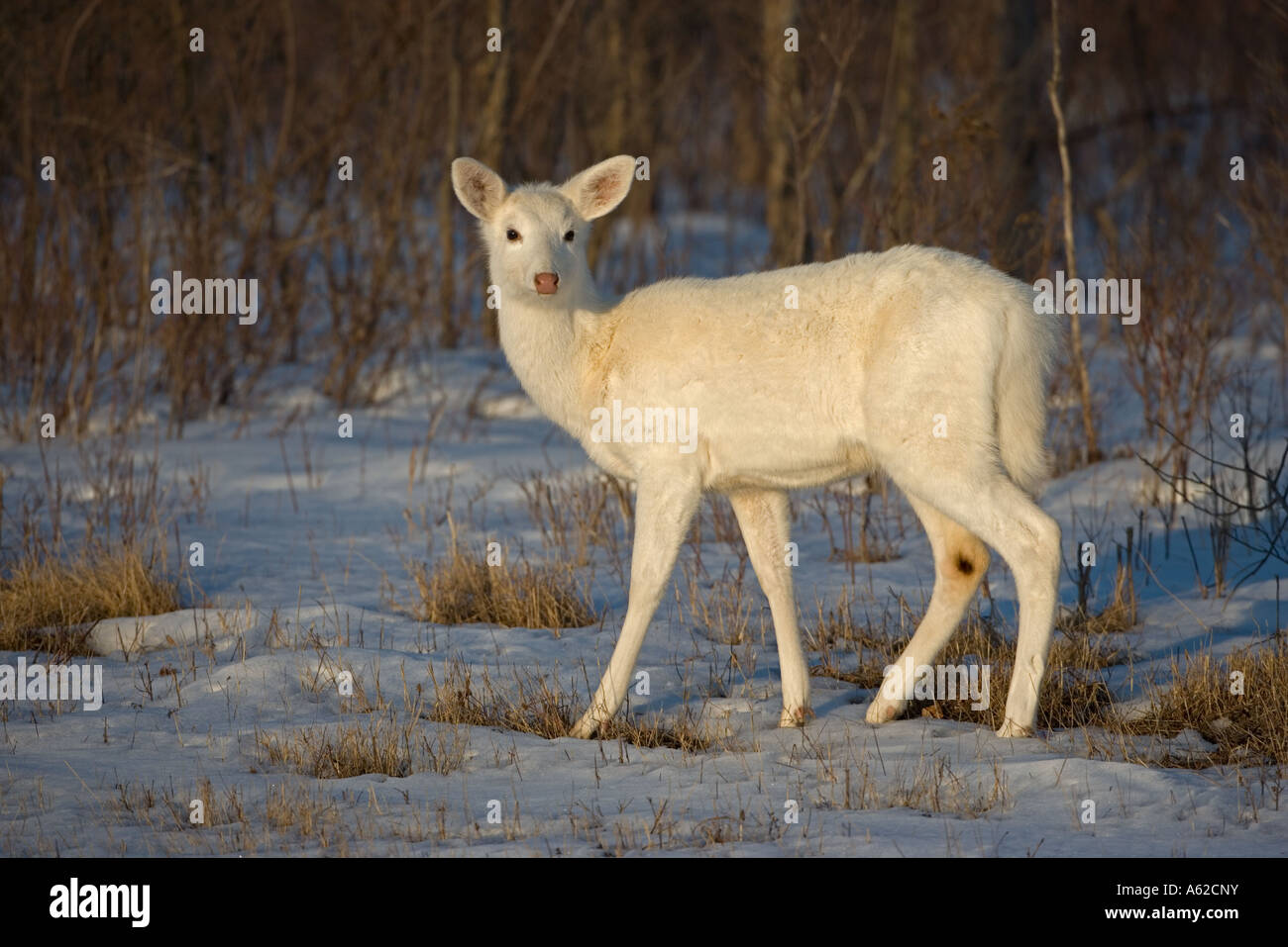 White-tailed Deer White - Color Phase (Odocoileus virginianus) New York ...