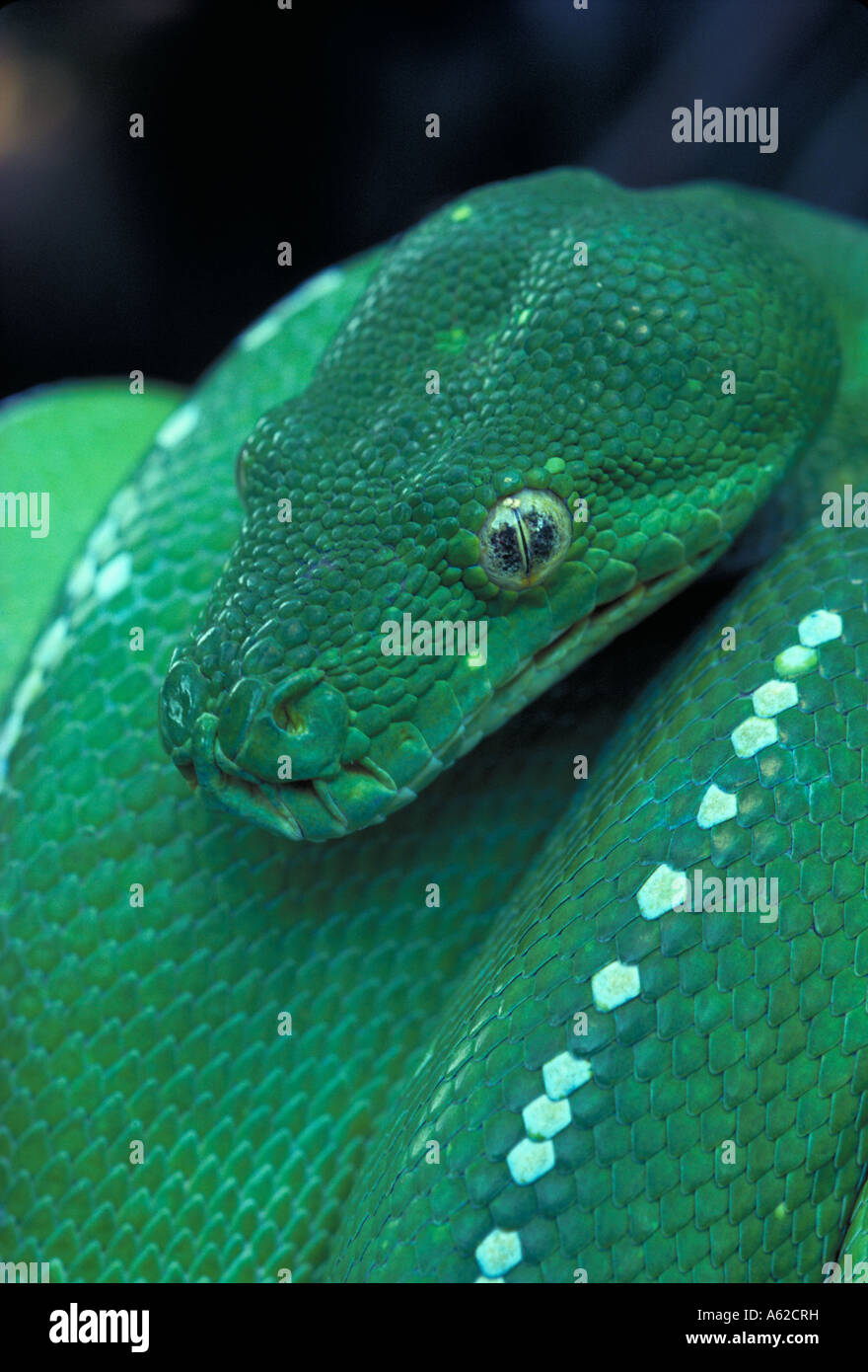 Green Python Chondropython viridis Australia Stock Photo - Alamy