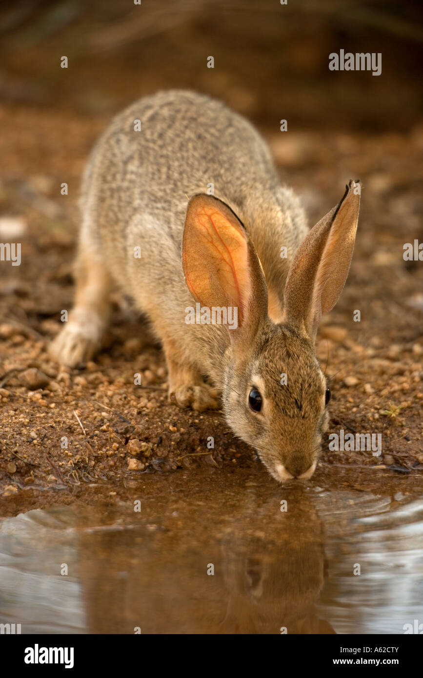 Desert Cottontail (Sylvilagus auduboni) Drinking from temporary pool ...