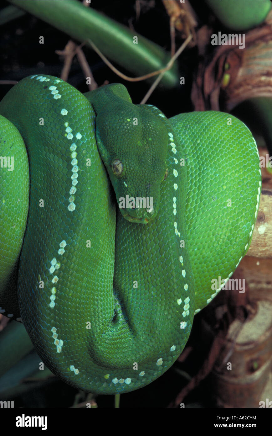 Green Python Chondropython viridis Australia Stock Photo - Alamy
