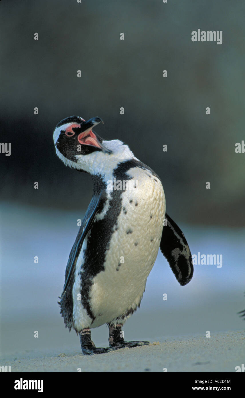 Jackass Penguin Spheniscus demersus South Africa Stock Photo - Alamy