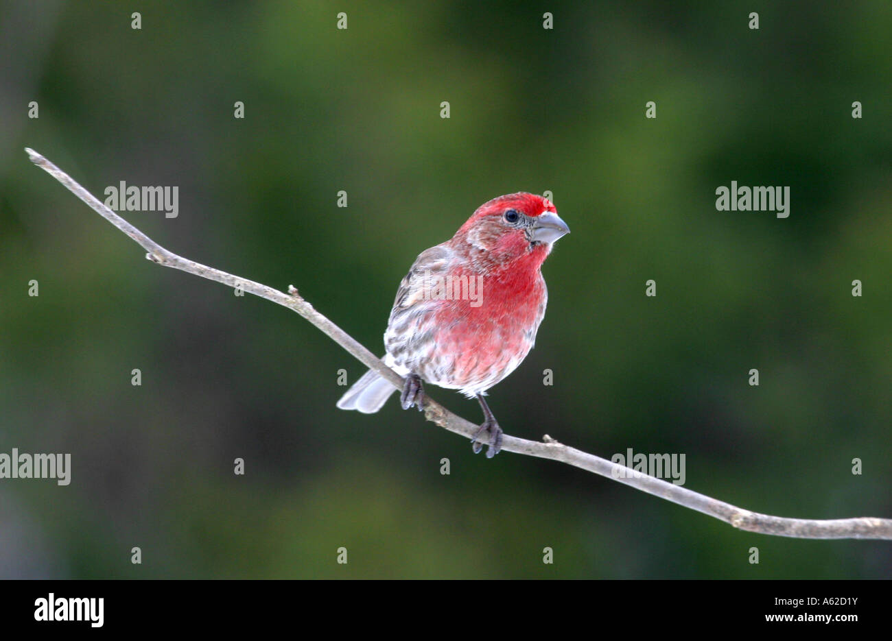 House Finch on branch Stock Photo - Alamy